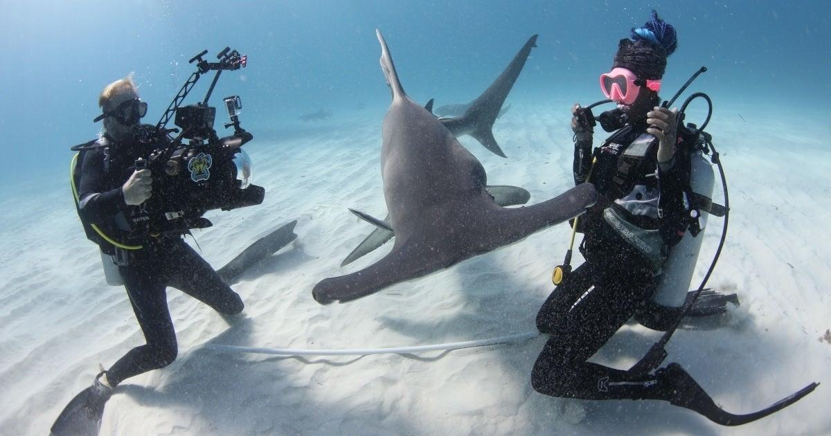 SharkFest 2021: A Guide to All the Must-See Specials - PopCulture.com