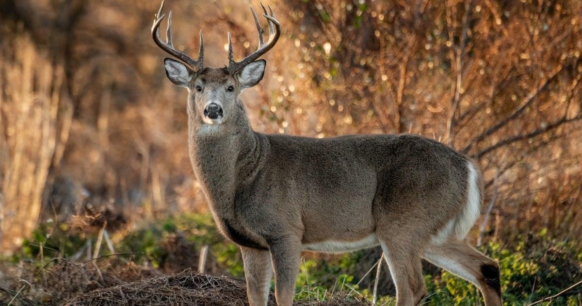 TV Personality Ripped After Video Taunting Dead Deer While Hunting ...