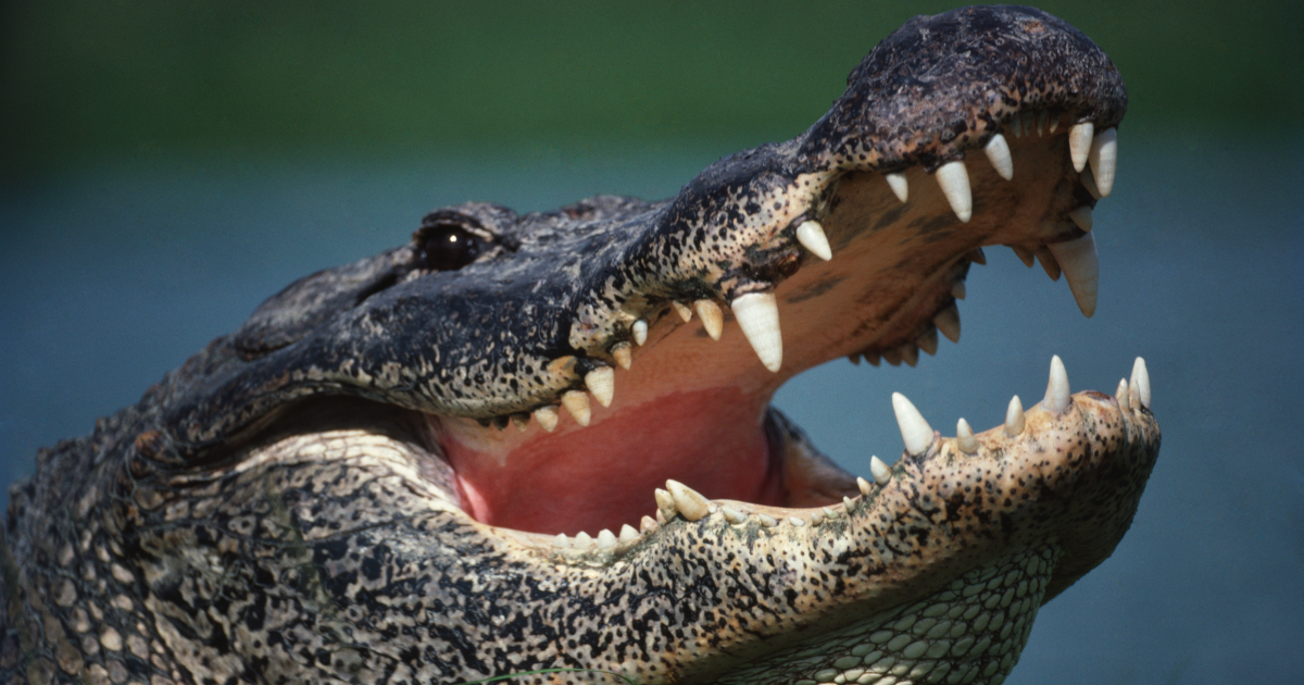 Florida Family Finds Alligator in Their Home in Hurricane Milton ...