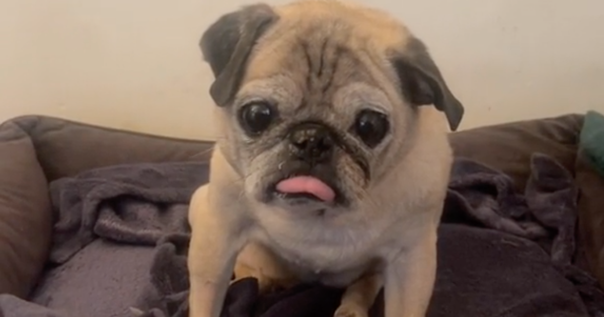 Noodle the Pug, TikTok's 'No Bones Day' Dog, Has Sadly Died ...