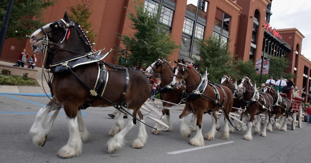 Budweiser Brings Clydesdales Back for Nostalgic Super Bowl Comeback - PopCulture.com