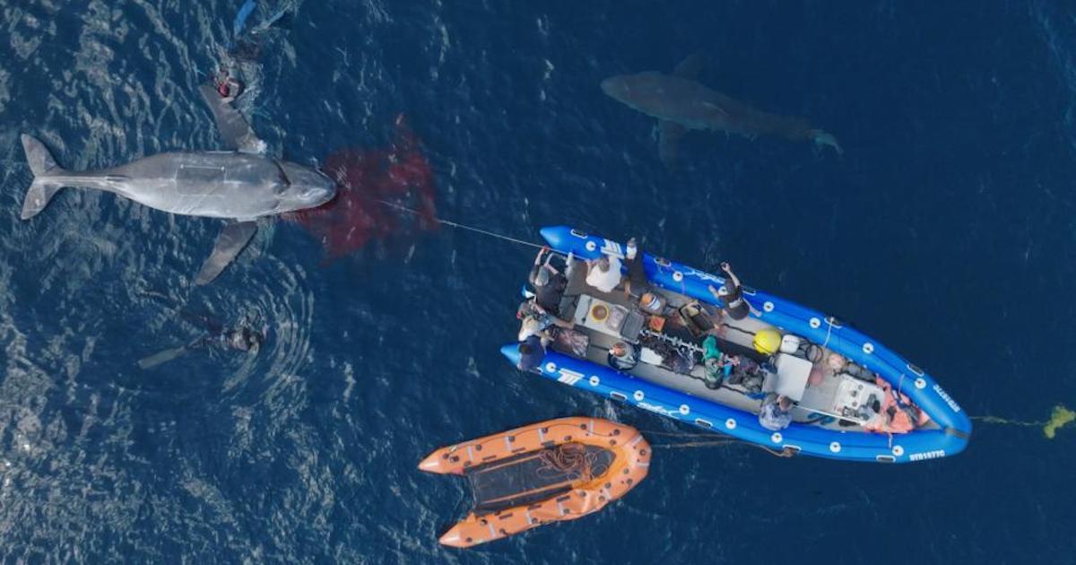 Shark Week's Dr. Austin Gallagher Teases Major Great White Shark ...