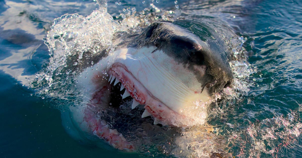 'Shark Week' 2025 Premiere Date Revealed - PopCulture.com