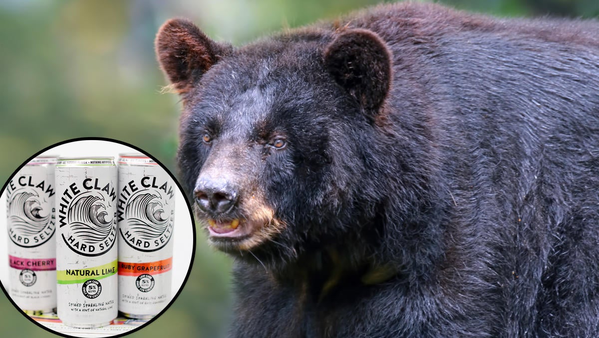 Three-Legged Bear Breaks Into Florida Home, Drinks White Claws ...