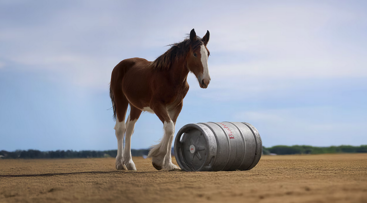 Budweiser Clydesdale Horse Commercial for Super Bowl 2025 Revealed ...