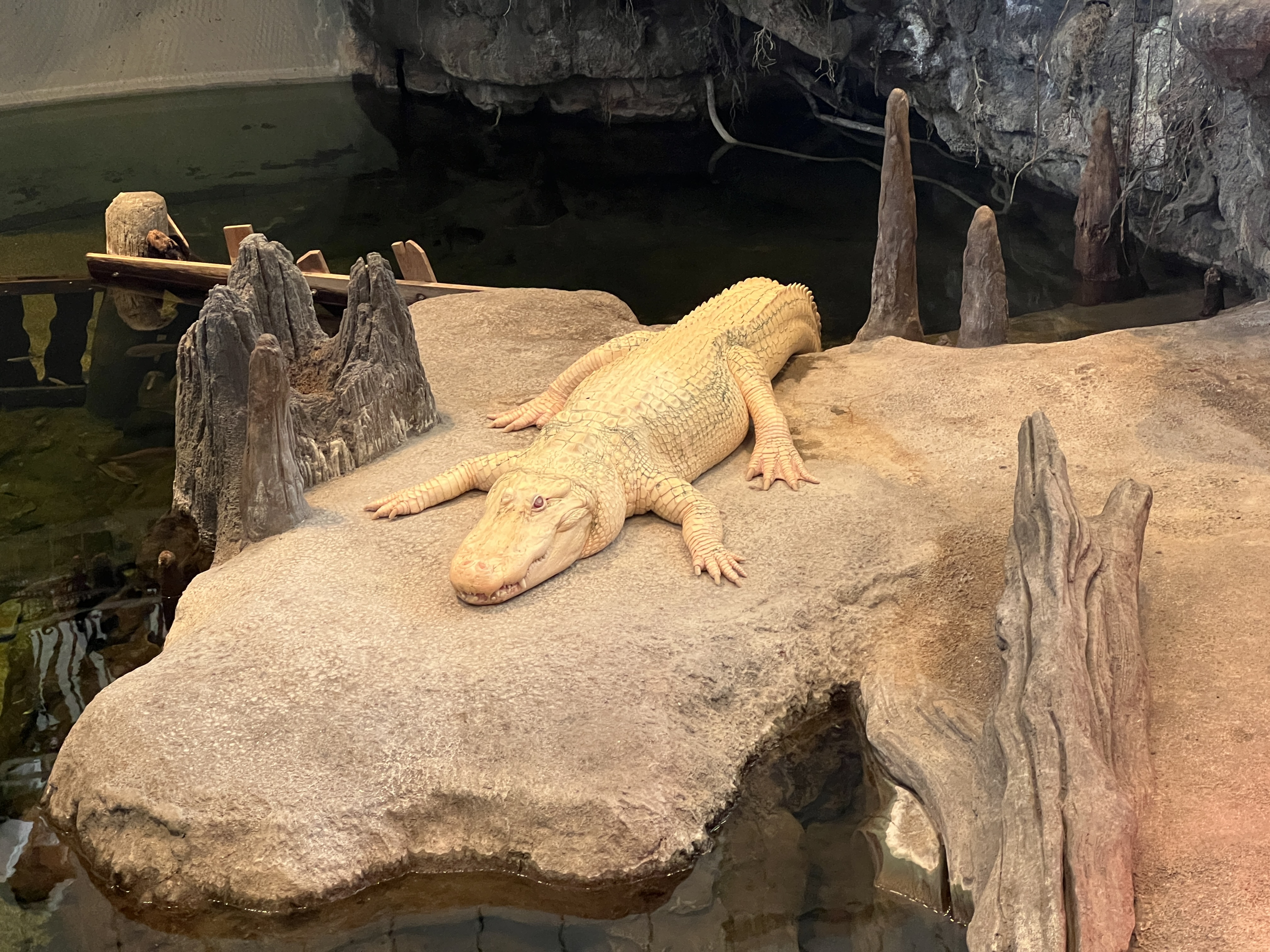 Claude Has Died, Cause of Death Revealed - Hollywood411 News